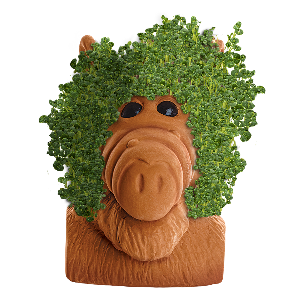 Alf® Chia Pet® – Chia.com