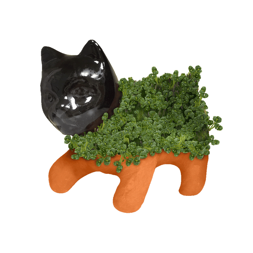 Classic Kitten Chia Pet® – Chia.com