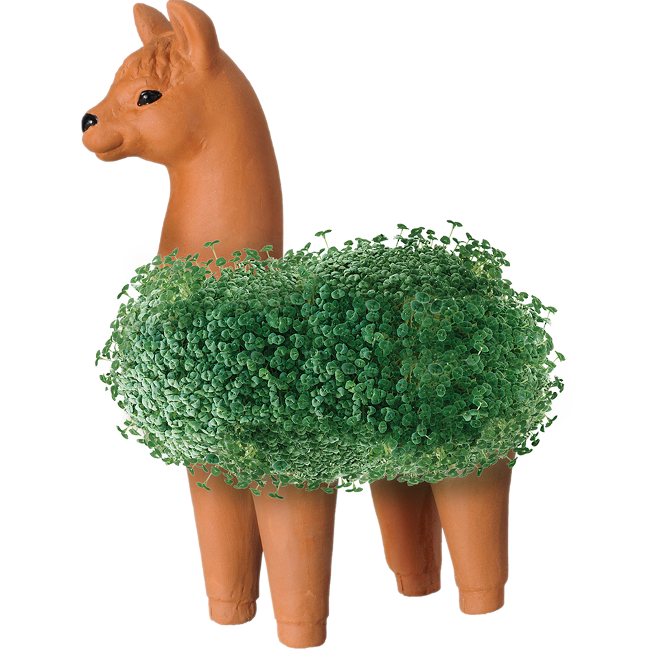 Chia Pet – Chia.com