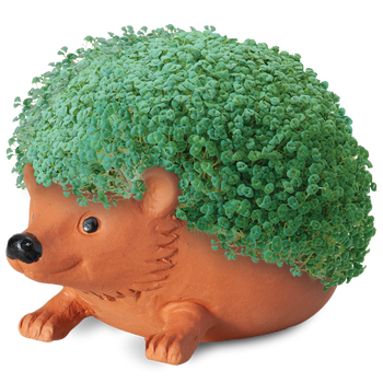 Collections – Chia.com